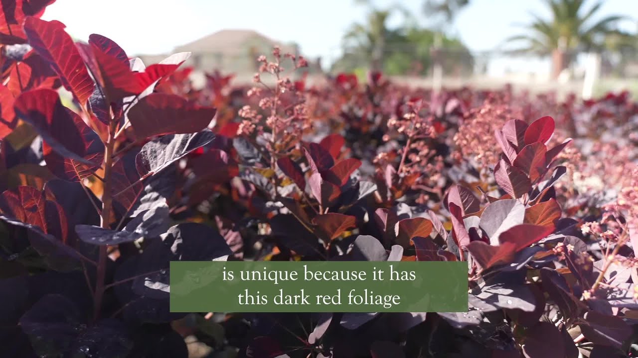 Discover the Magical Royal Purple Smoke Bush: A Low-Maintenance ...