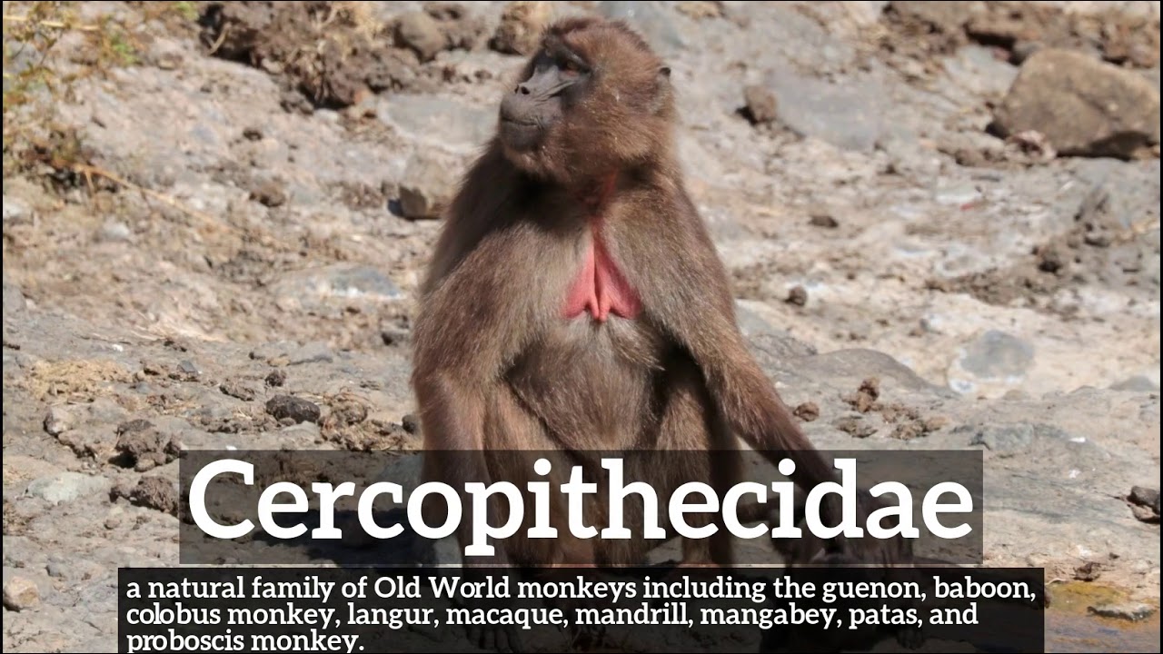 What is Cercopithecidae? | How Does Cercopithecidae Look? | How to Say ...