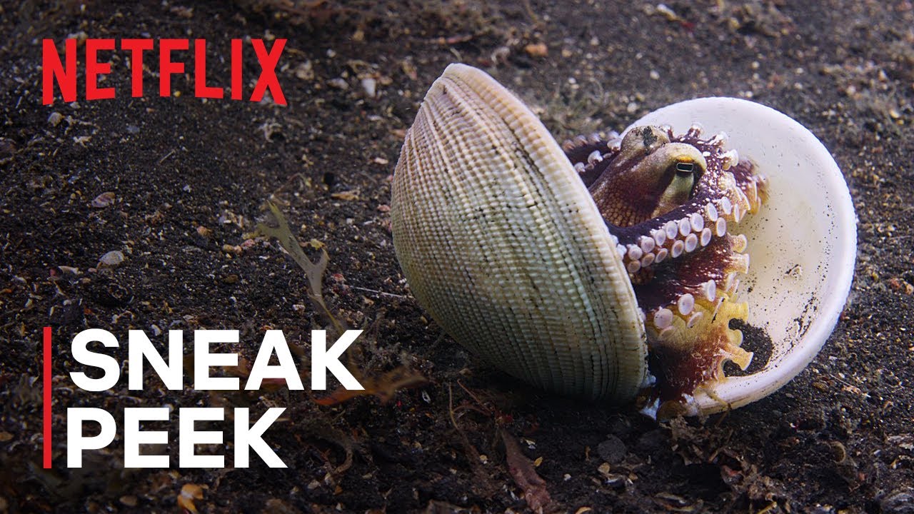 Our Oceans | Clever Octopus Shoots Fish | Sneak Peek | Netflix - YouTube