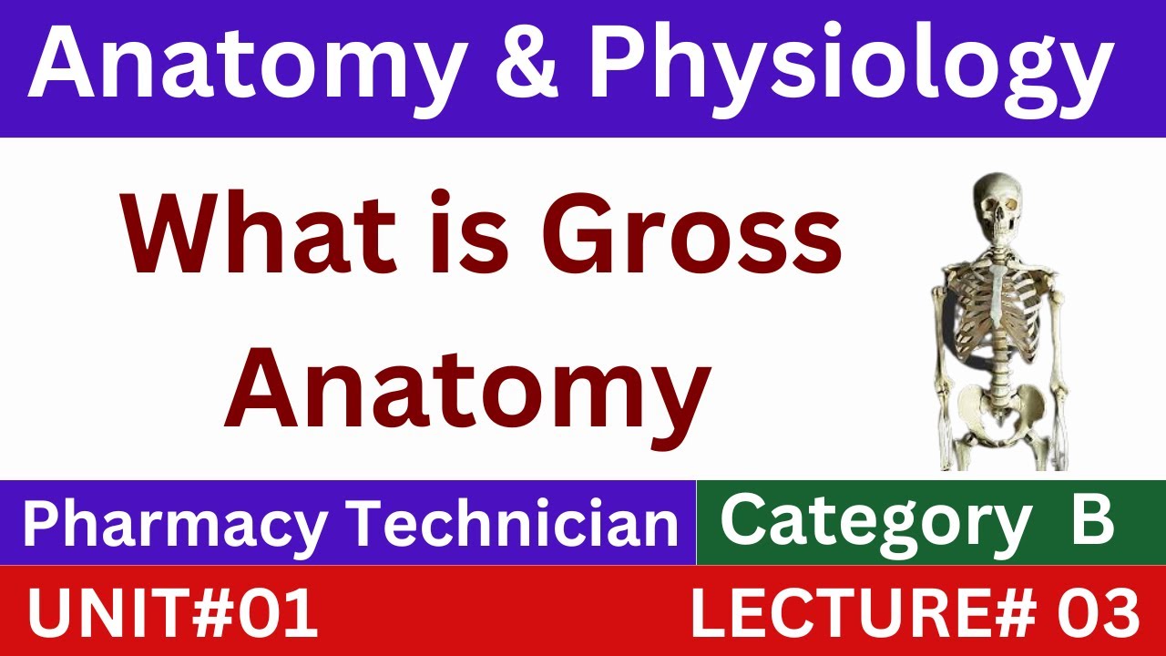 Definition of Gross Anatomy || What is Gross Anatomy || Pharmacy ...