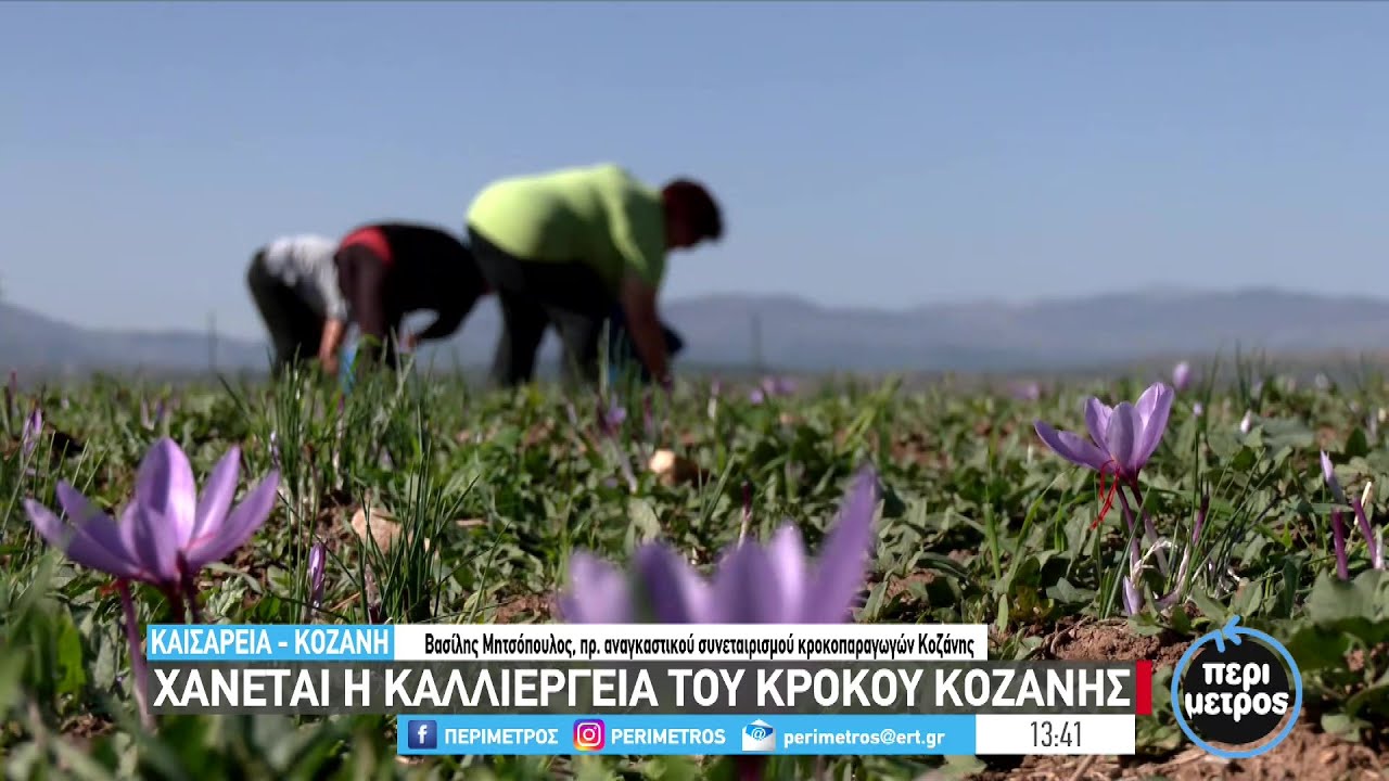 Χάνεται η καλλιέργεια του κρόκου Κοζάνης | 15/11/2023 | ΕΡΤ - YouTube