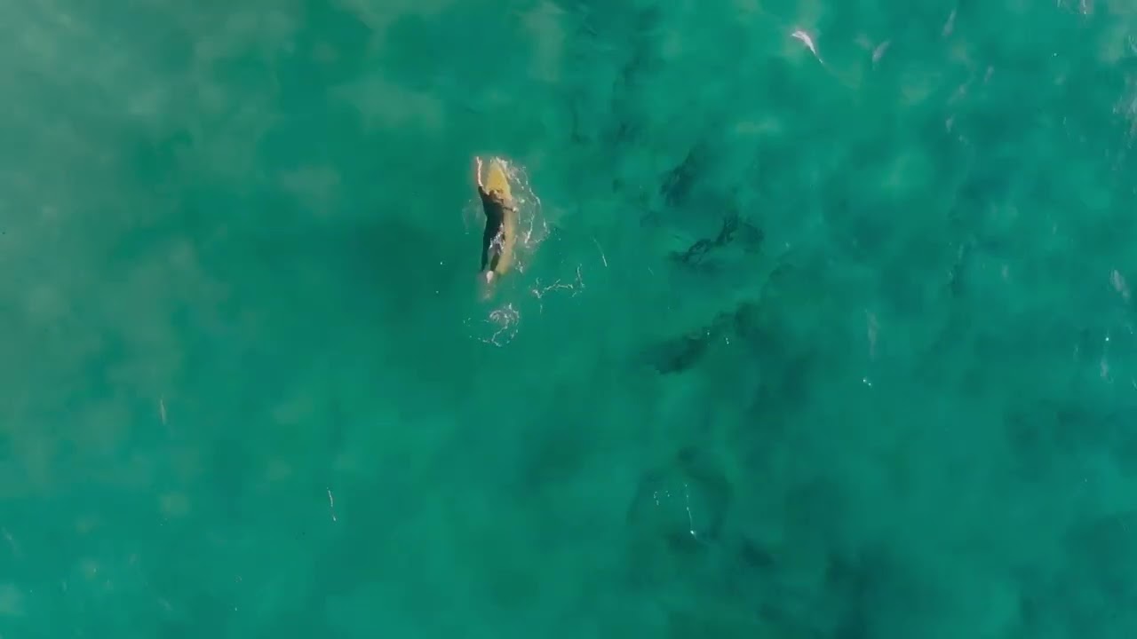 Friendly Sharks at Bondi Beach - YouTube