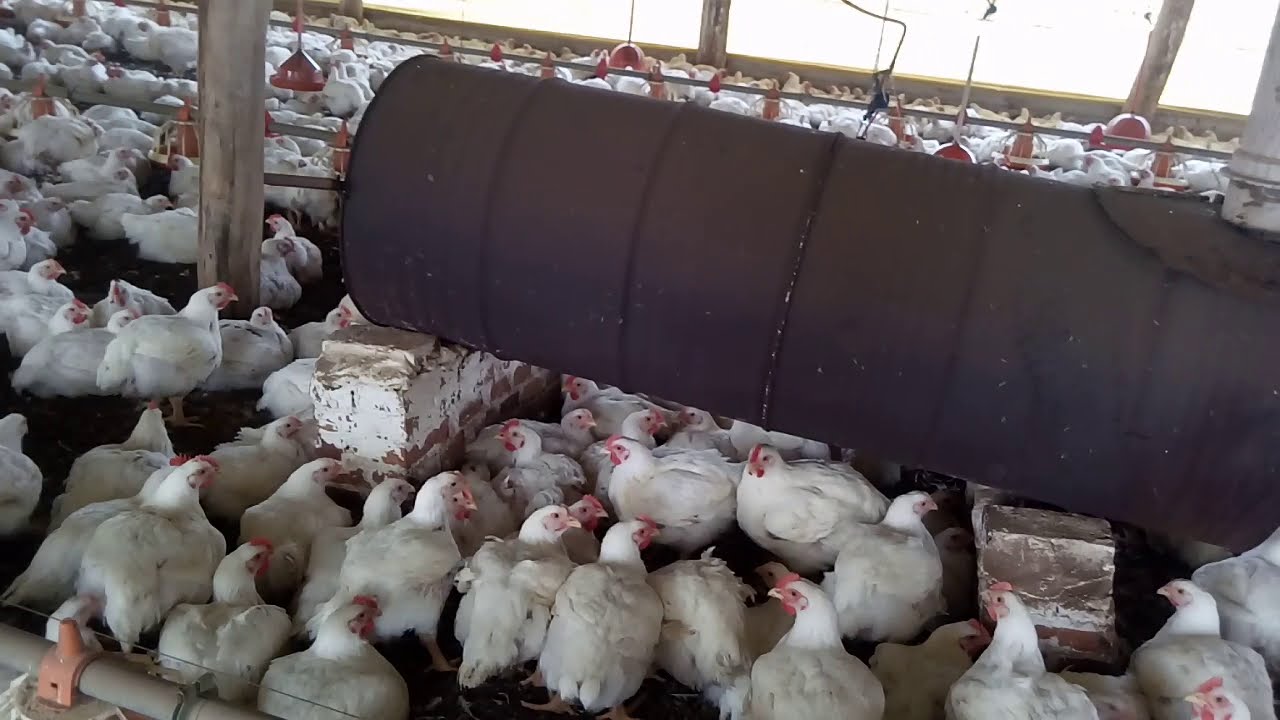 Frangos de corte com 44 dias na granja - YouTube