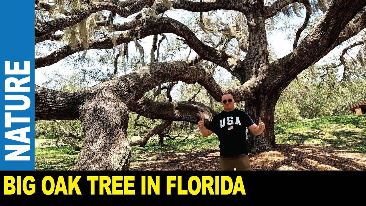 A big wide old oak tree in Florida free park wild nature | Jarek in ...