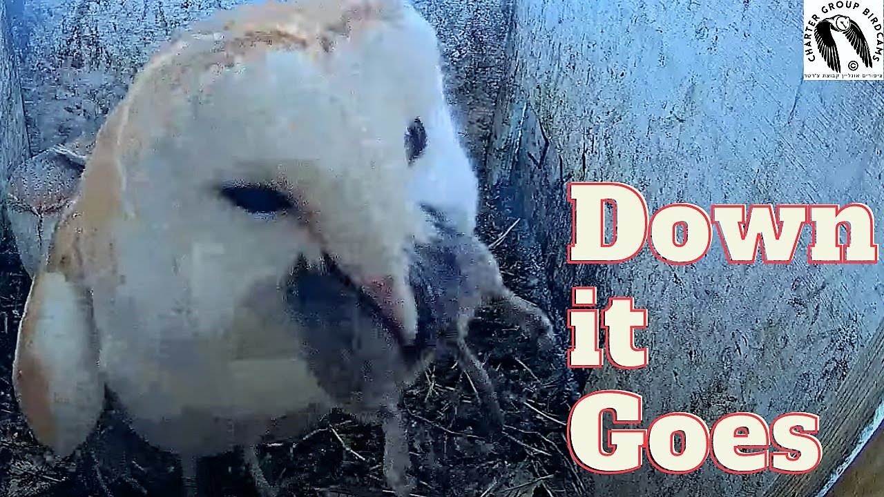 Watch as a Barn Owl Devours a Vole in One Bite - YouTube