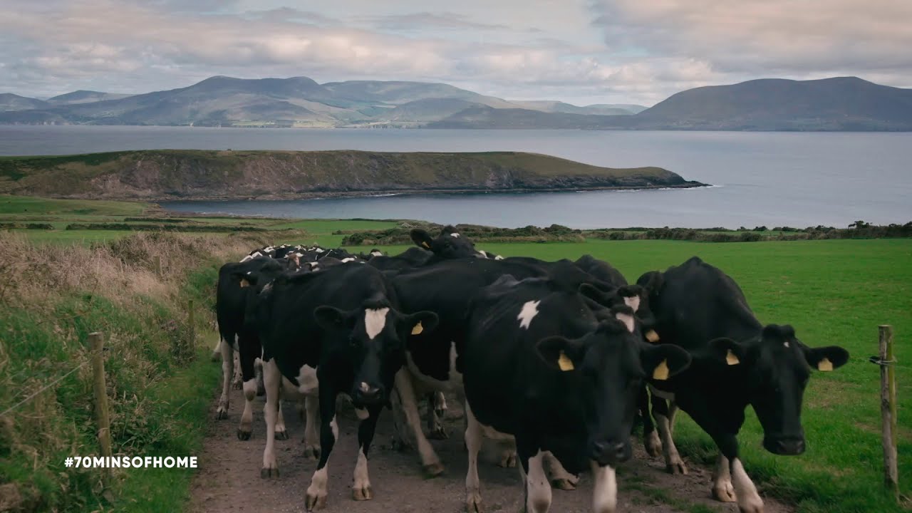 70 minutes of cows 🐄 in Co. Kerry, Ireland 🇮🇪 Slow TV - Relaxation for ...