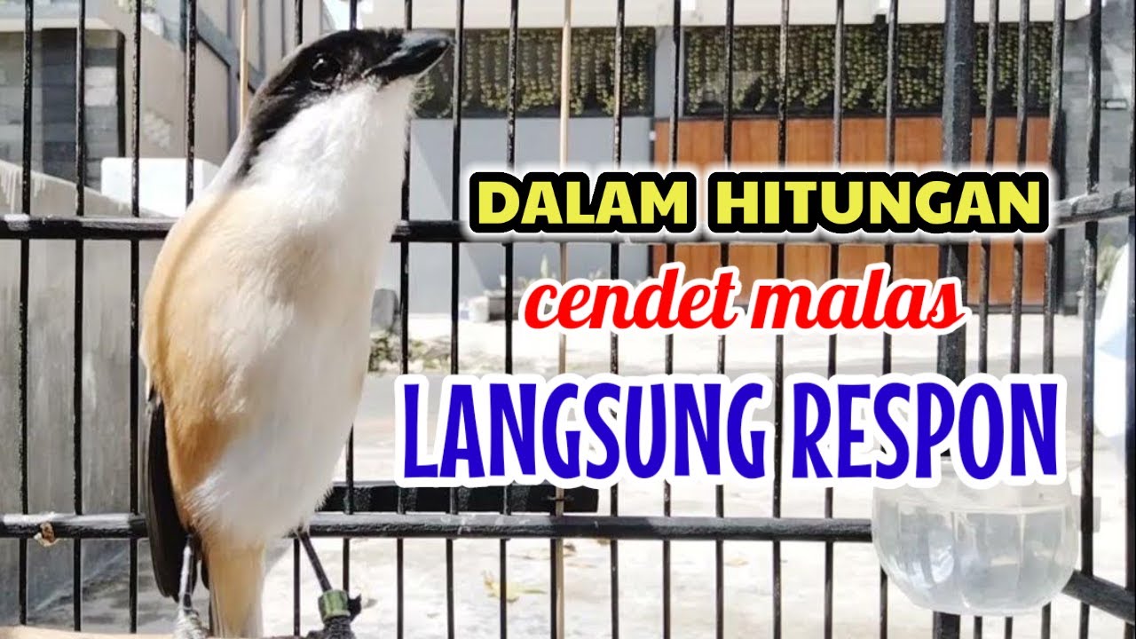 cendet gacor cocok untuk pancingan cendet muda belajar bunyi ...