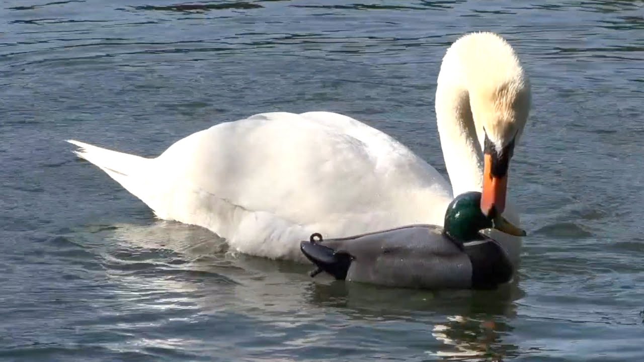 SWAN MATING WITH A DUCK DECOY 4K Video - YouTube