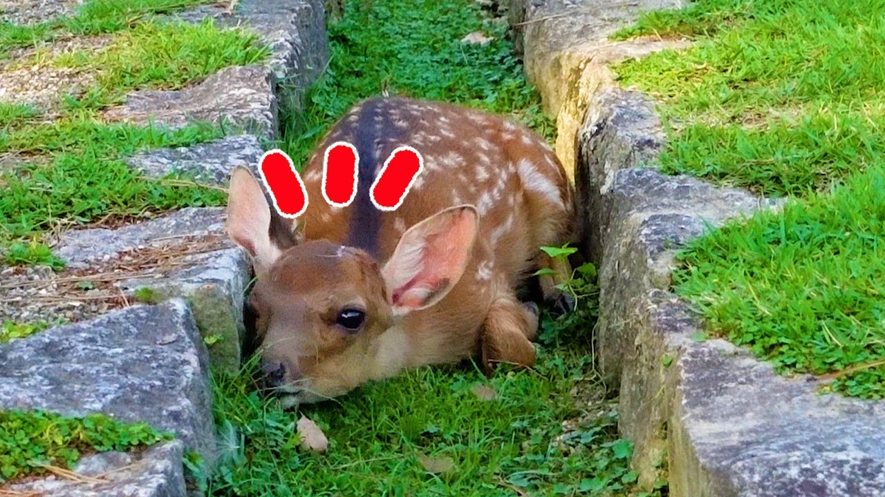 A Newborn Baby Fawn Playing Hide And Seek In The Gutter - YouTube