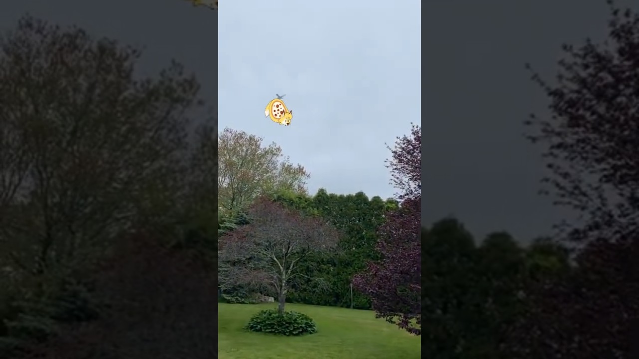 Seagull steals pizza yote - YouTube