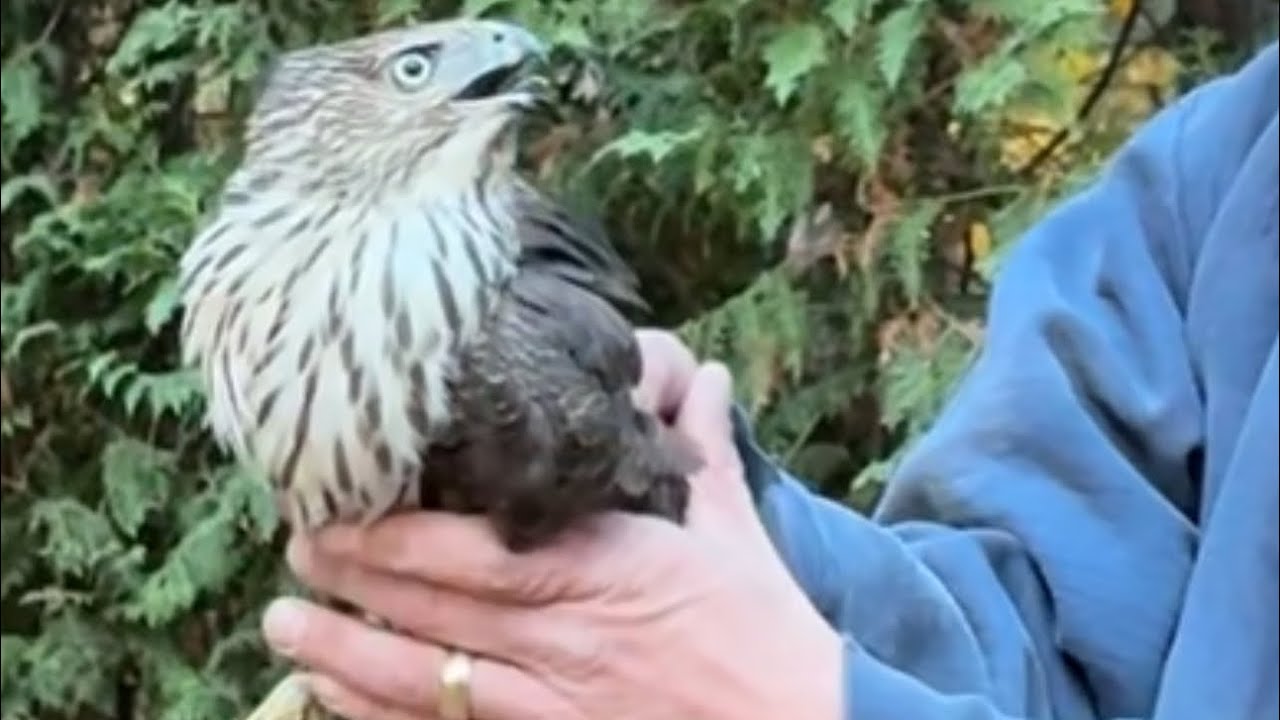 Caught Hawk eating my chicken.. catch release - YouTube