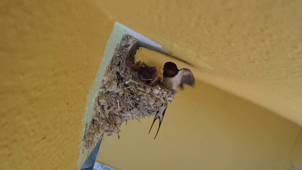 Nido de golondrina - YouTube