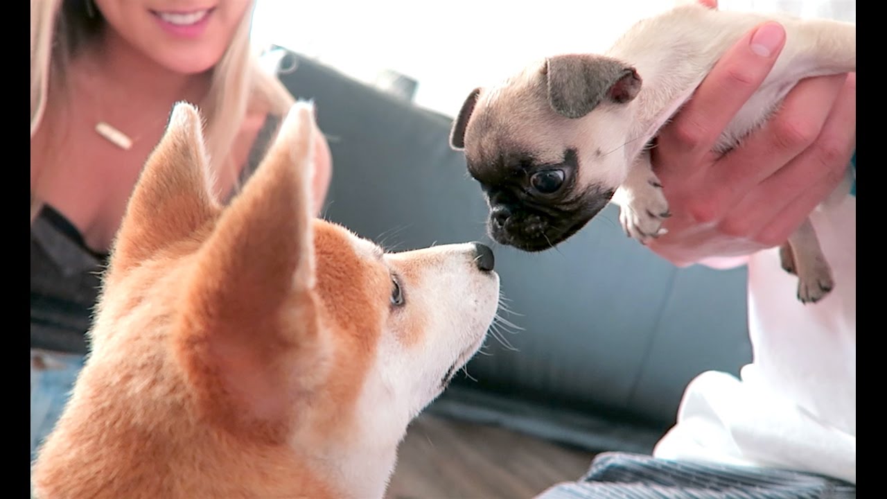 PUPPY BROTHERS MEET FOR THE FIRST TIME - YouTube