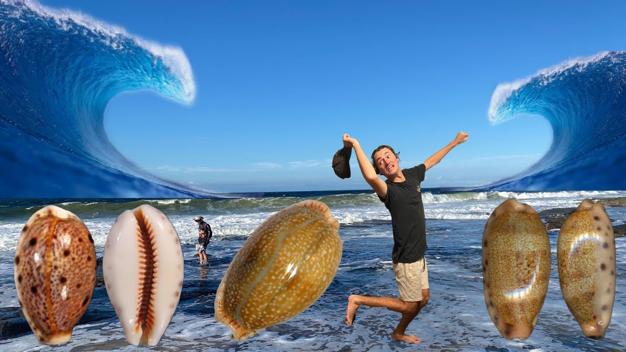 10+ FOOT DEADLY SWELL BRINGS HUGE SEASHELL JACKPOT TO ME AND MY FRIENDS ...