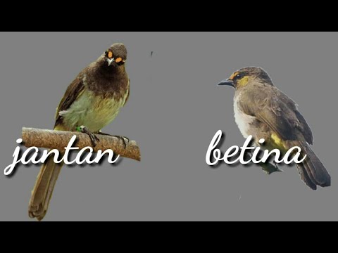 Cara membedakan burung cucak wilis jantan dan betina