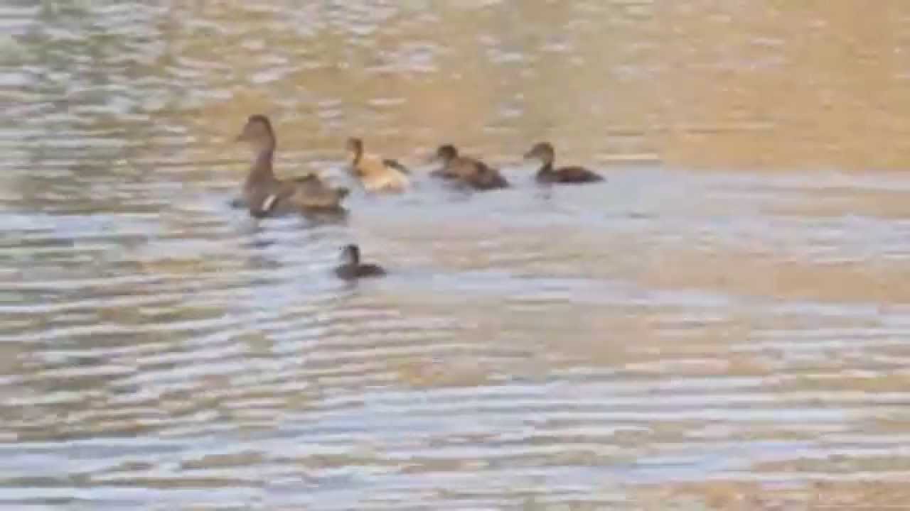 Yellow Mallard Duckling - YouTube