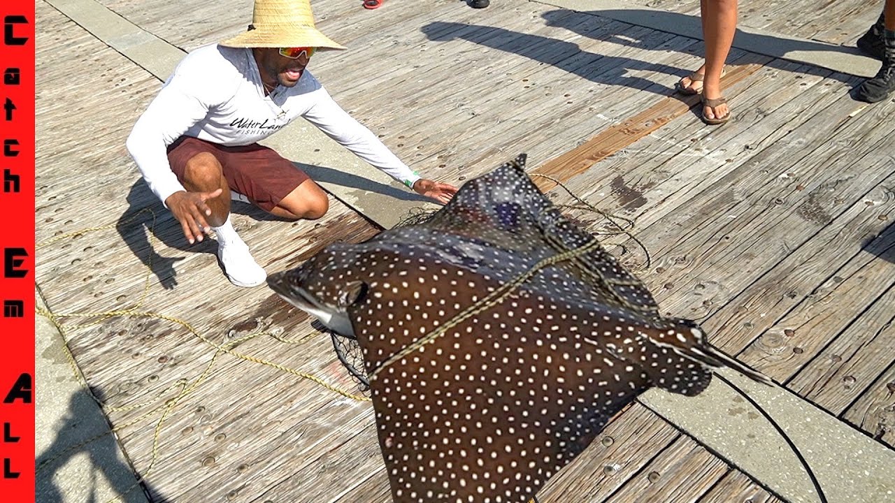 CATCHING GIANT STINGRAY on PIER with NET! - YouTube