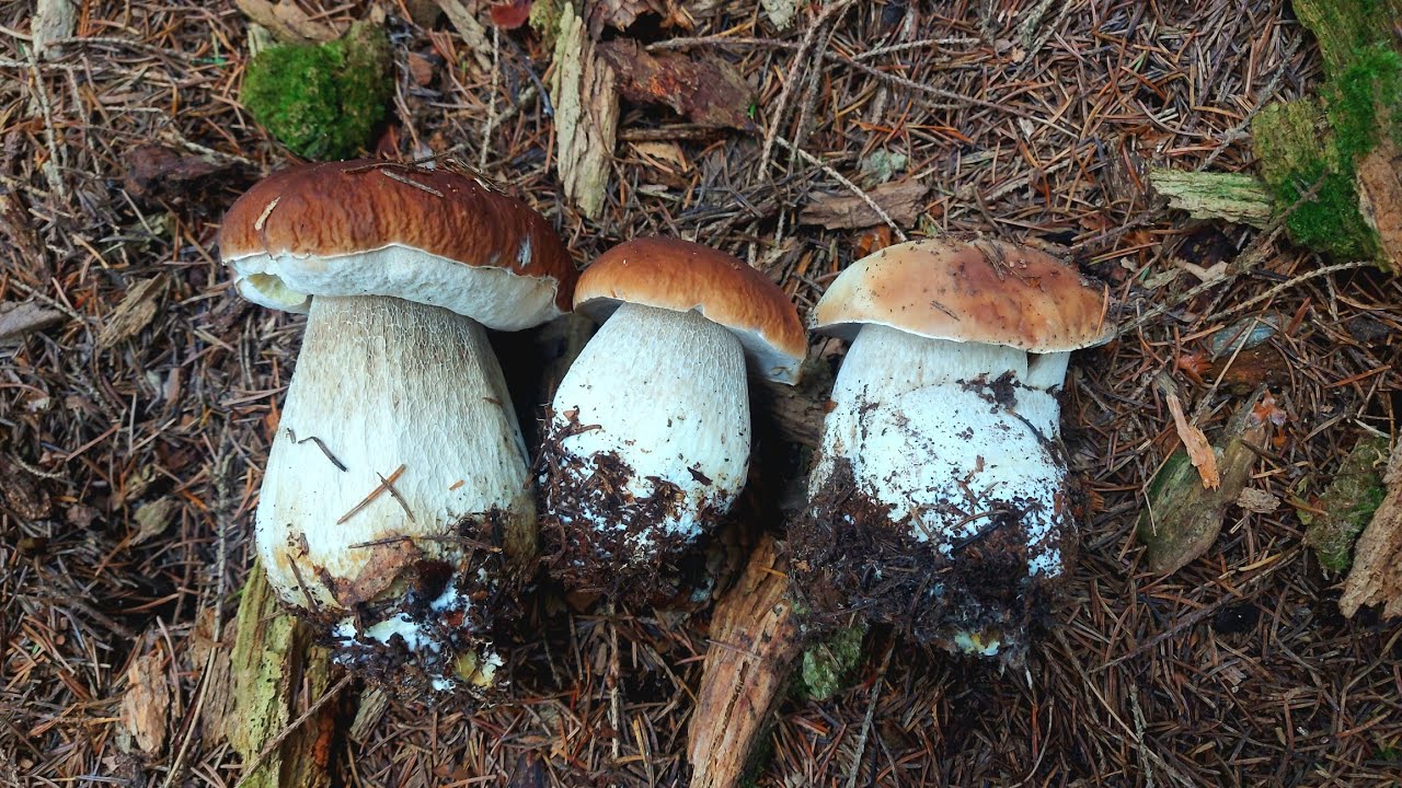 DUBÁKY ako z ATLASU+ dubák GIGANT! Hríby rastú vo veľkom. Huby hríby ...