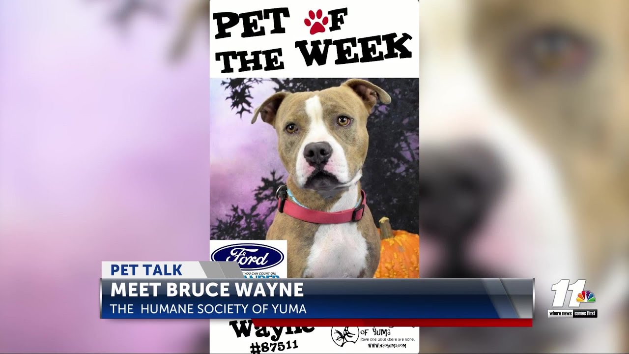 Pet Talk: Meet Bruce Wayne - YouTube