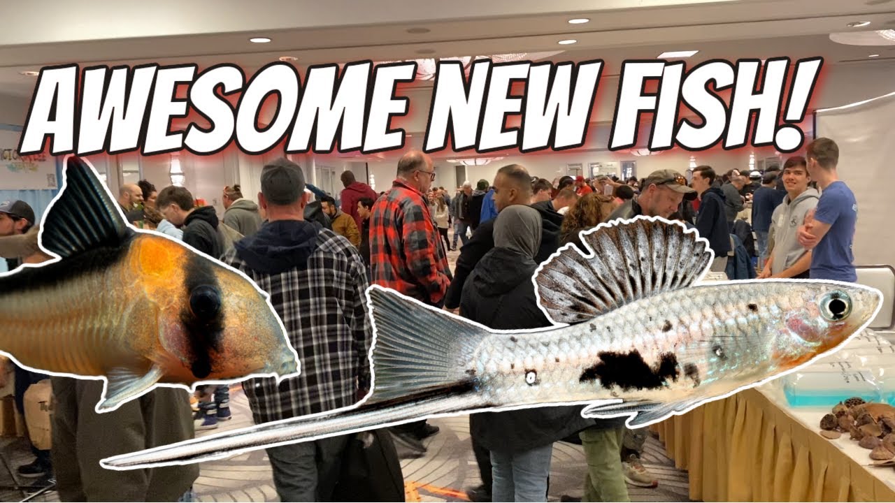 I found some Awesome New Fish at 2 Great Fish Events in Chicago - YouTube