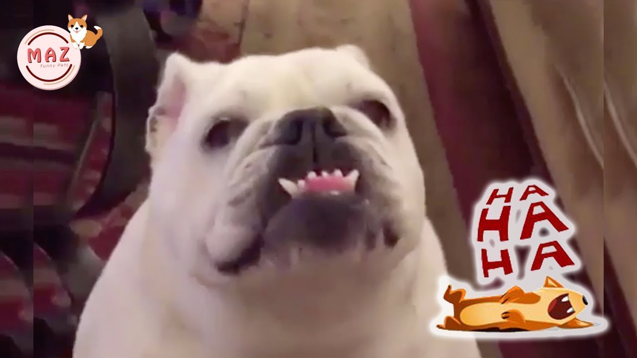 Funny Dogs Doing Stupid Things - Funniest Animals Videos 2019 - YouTube