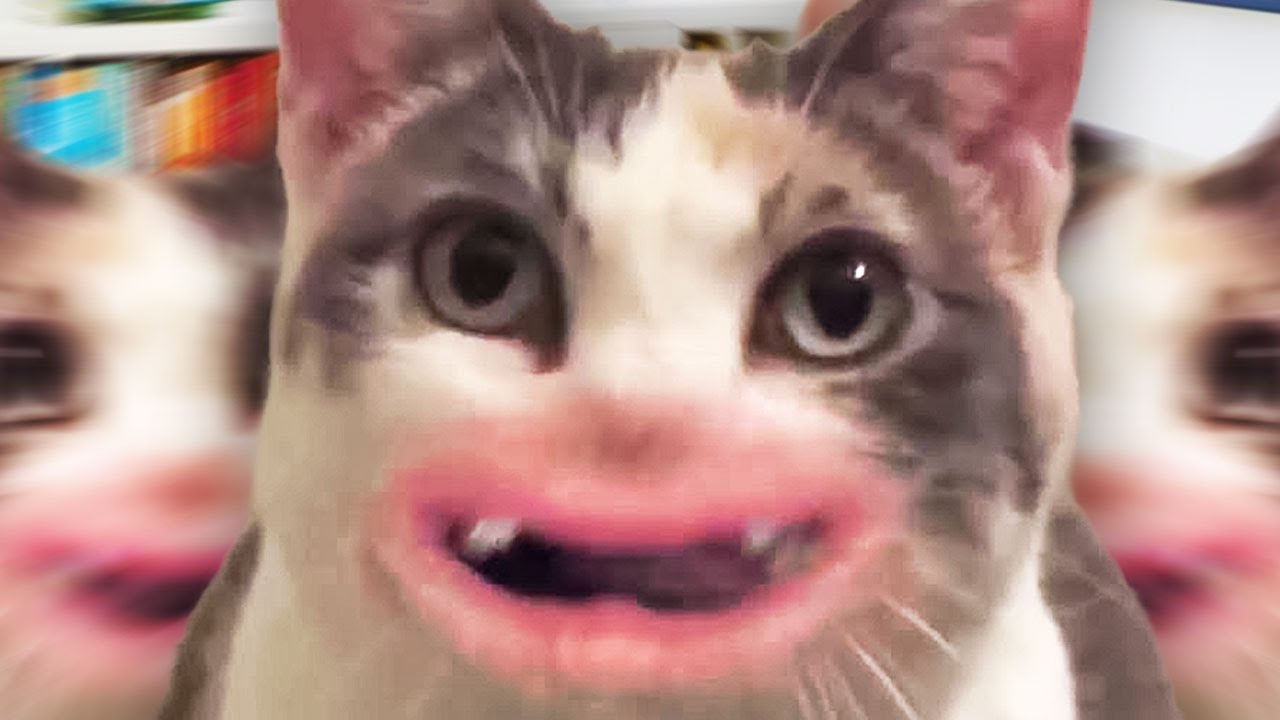 MEOW (Markiplier Remix) - YouTube