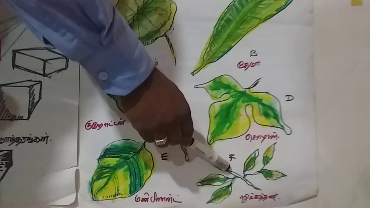 OBJECT DRAWING PART 11, FOR GCE (O/L) AND GCE A/L STUDENTS - YouTube