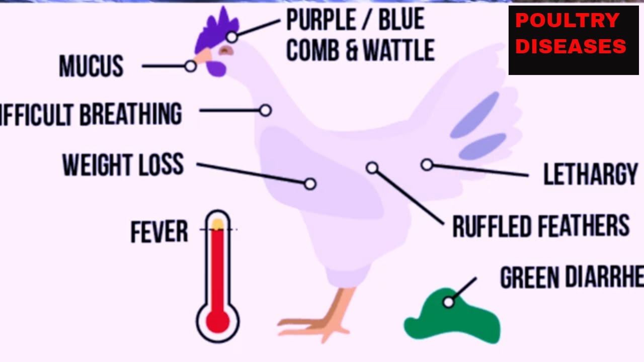 THE 4 MOST DANGEROUSE POULTRY DISEASES IDENTIFICATION AND MANAGEMENT ...