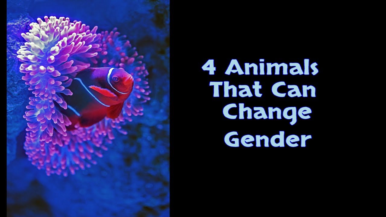 4 Animals That Can Change Gender - YouTube