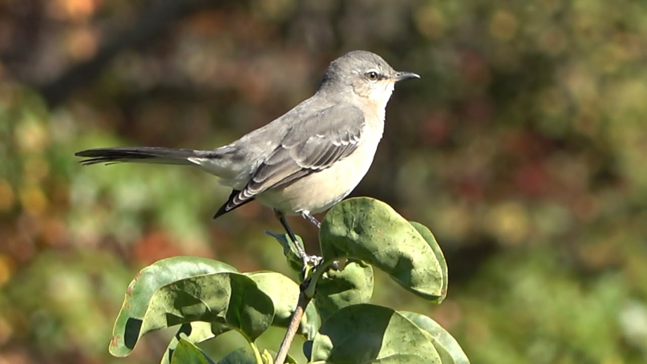 Image Of A Mockingbird To Kill A Mockingbird By Lee Harper Berkelouw