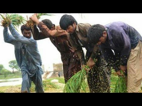 Rice Production Technology PAKISTAN part 1 - YouTube