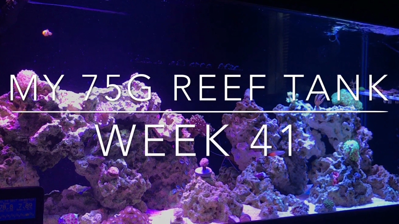 My 75g Reef Tank: Week 41 - Making Progress - YouTube