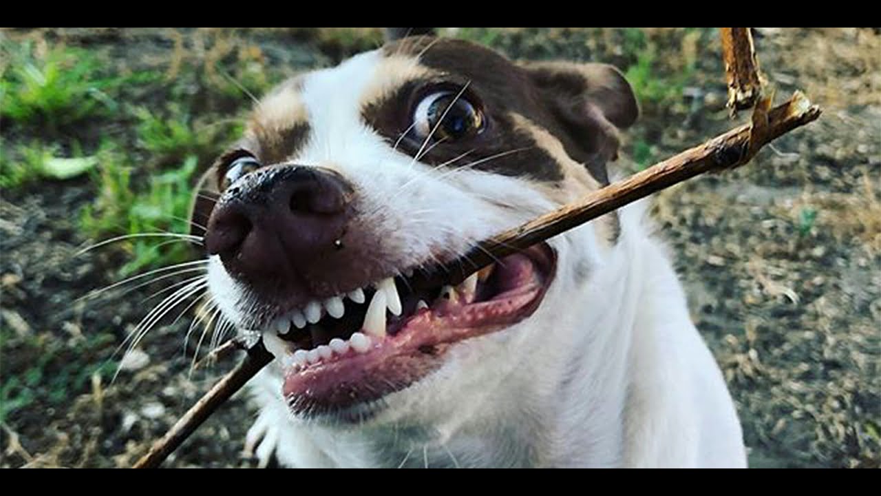 The Cult Of Bubz (Mr.Bubz Compilation) - YouTube