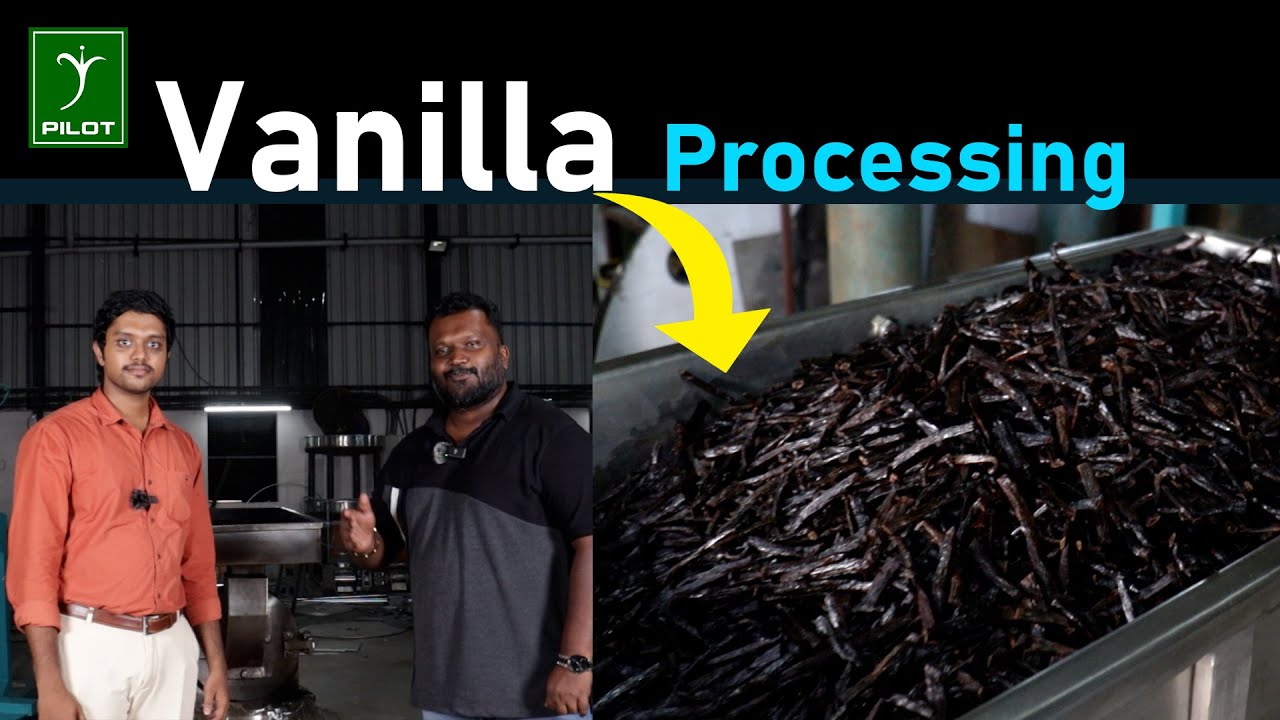 Vanilla crushing in Fruit Mill for Vanilla Ice Cream, Pudding, Shake ...