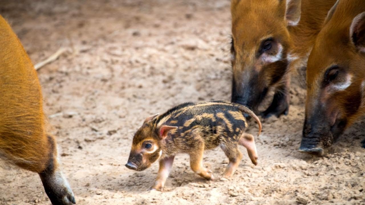 Newborn Hog With Sweet Human-Like Eyes Loves Being the Only Baby in ...
