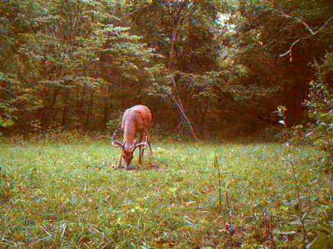 DLC Covert BIG 8pt Whitetail - YouTube