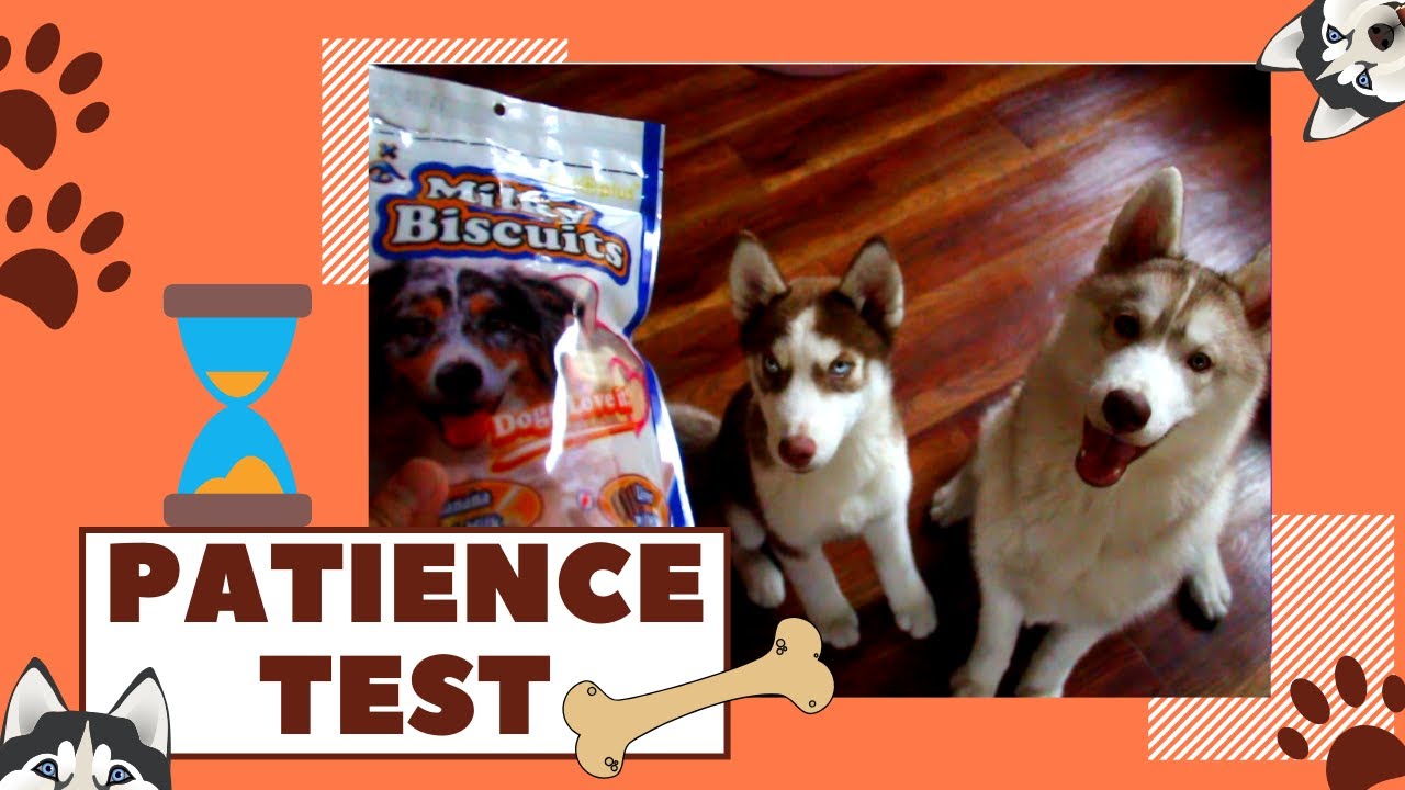 THE PATIENCE TEST - YouTube