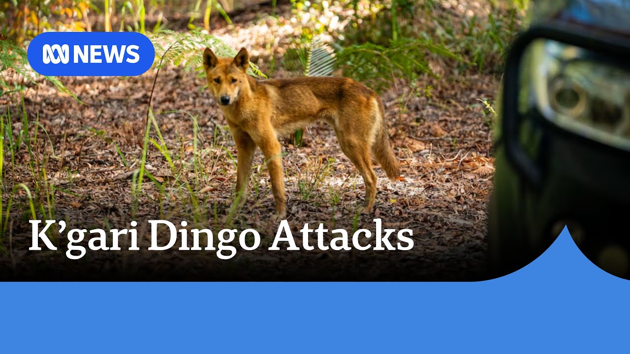 Two kids bitten in dingo attacks on k'gari over long weekend | ABC NEWS ...