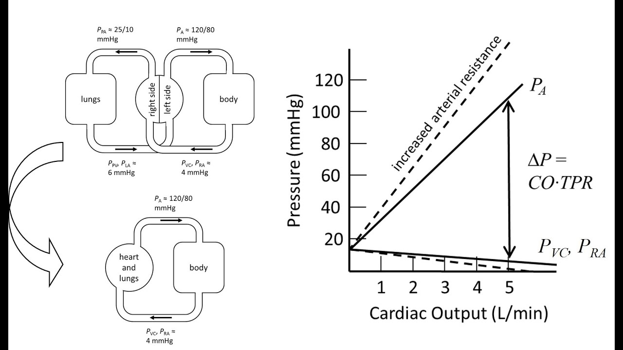 Pressures Flows & Volumes in the Cardiovascular System - YouTube