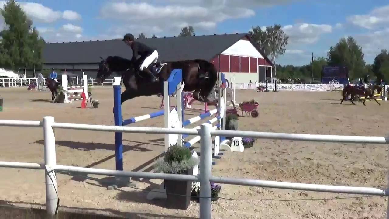 Google, stallion -11 by Cardento - Chacco Blue. - YouTube