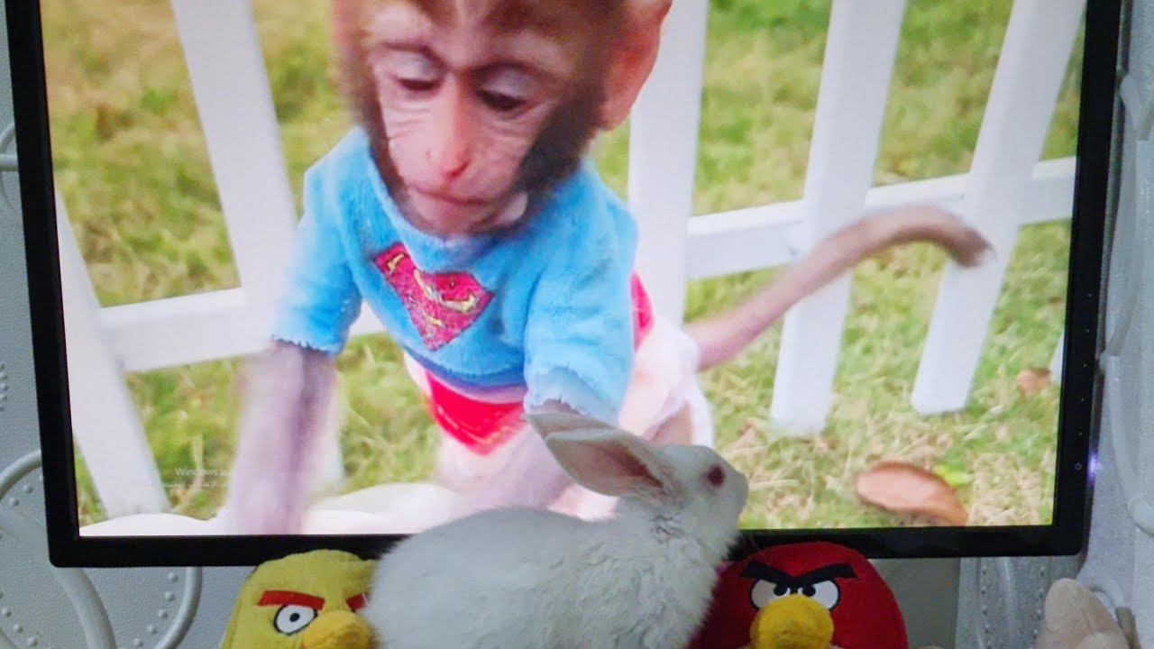 Monkey watching monkey on tv تشاهد القرده القرد الصغير - YouTube