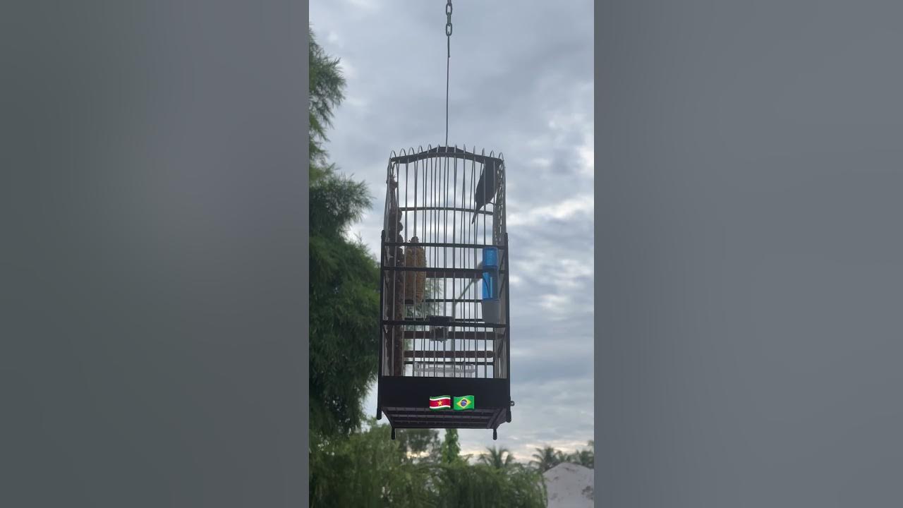 Picolet \Curio 🇸🇷🇧🇷🐤 - YouTube