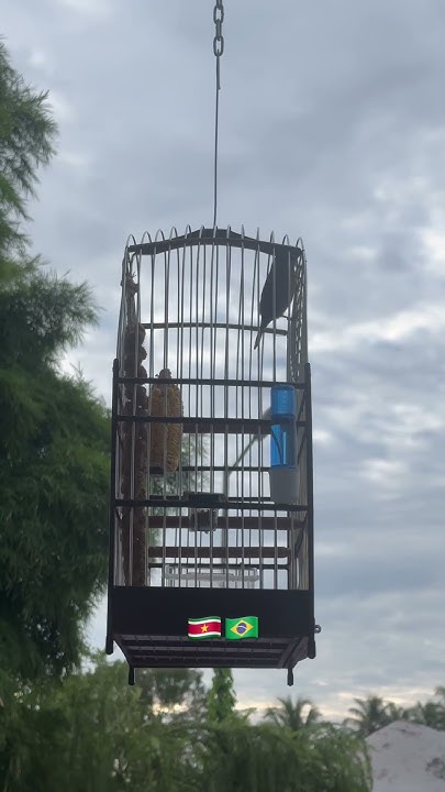 Picolet \Curio 🇸🇷🇧🇷🐤 - YouTube