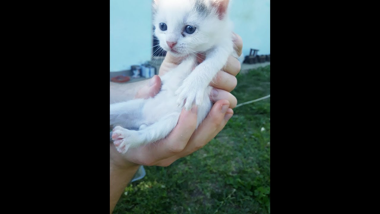 Street Kitty rescued from the street/Sweet Kitty Babies /Love Cats ...
