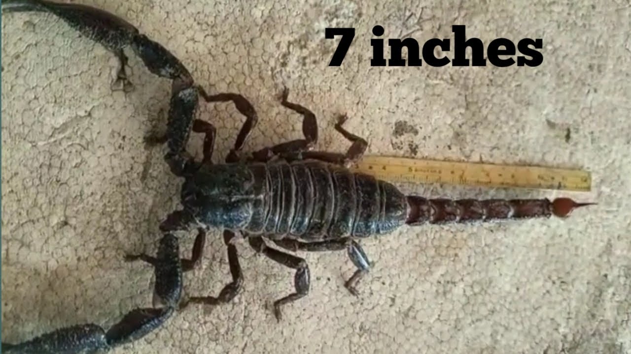 The biggest and Longest Scorpion in the World 2022 - YouTube
