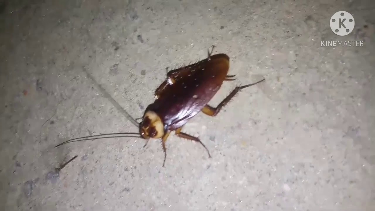 cockroach#telapoka# RP FISH & FUN - YouTube