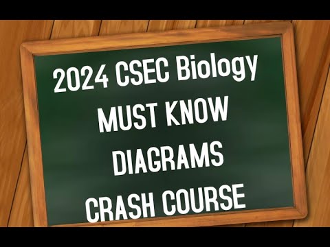 2024 CSEC Biology MUST KNOW DIAGRAMS CRASH COURSE - YouTube