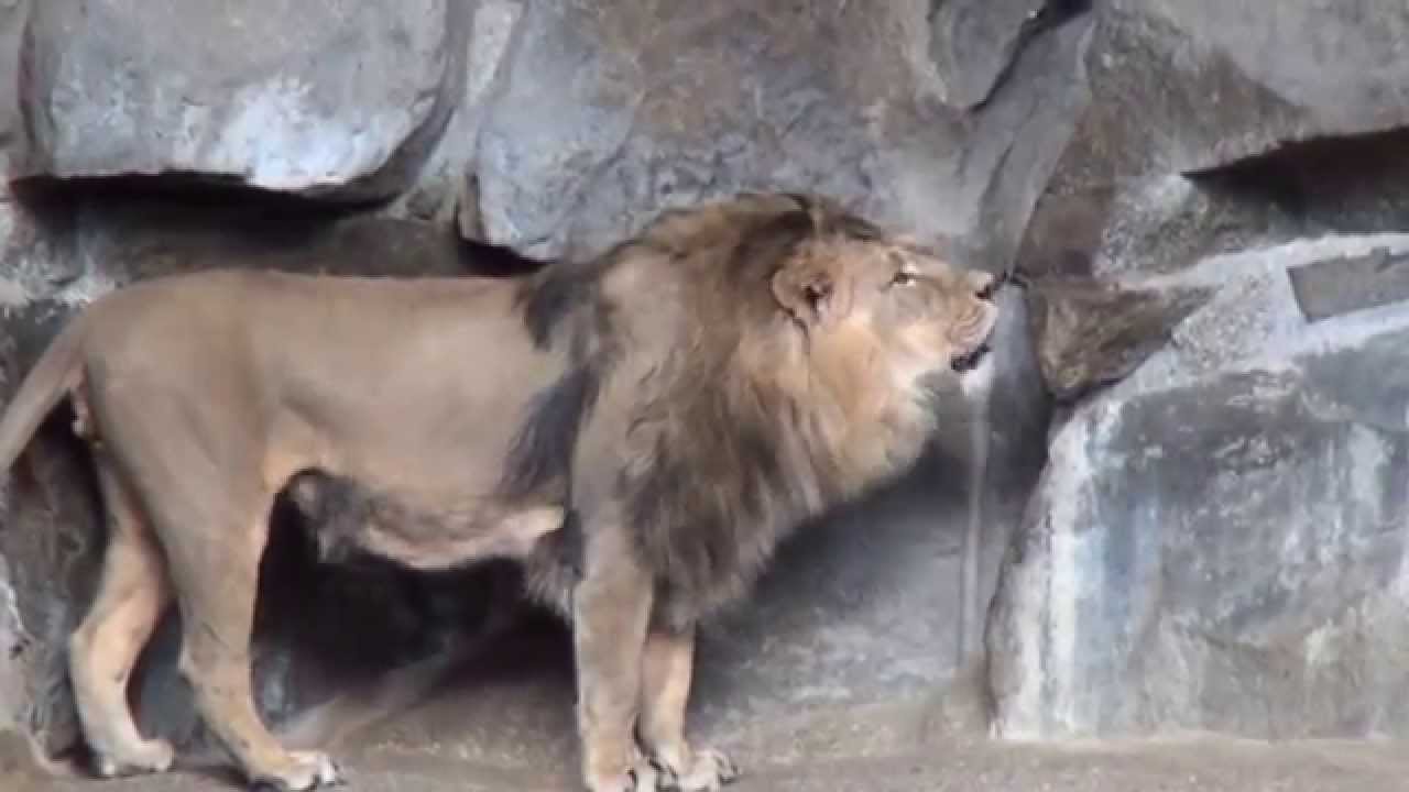 Lion roared.... / Gut gebrüllt Löwe Tierpark Berlin - YouTube