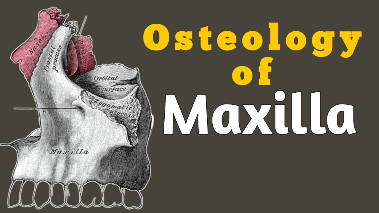 Maxilla | Head and Neck Osteology #AnatomyHub - YouTube