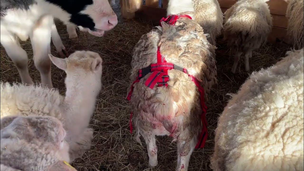 Part 2 of prolapsed sheep - YouTube